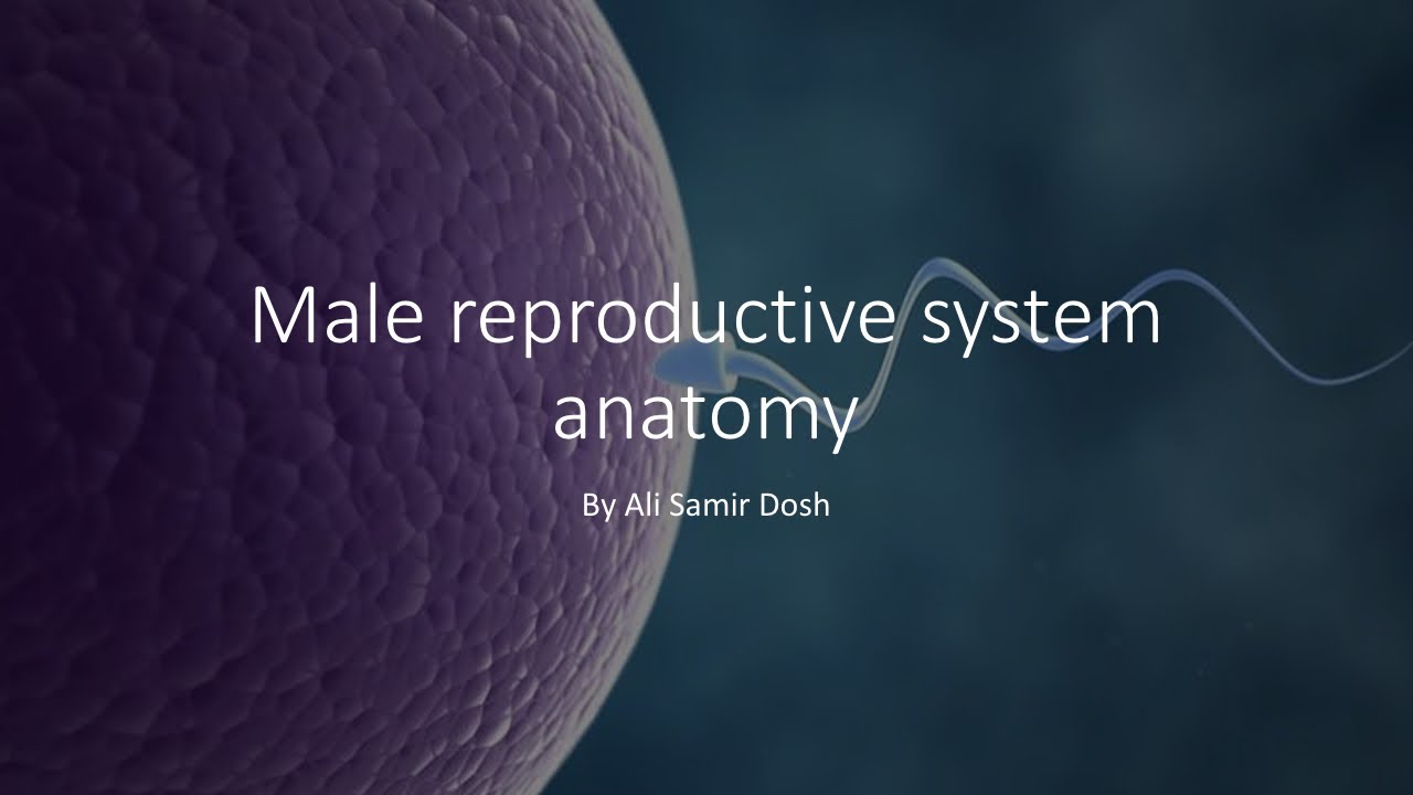 S4 L1. Male reproductive system anatomy - YouTube