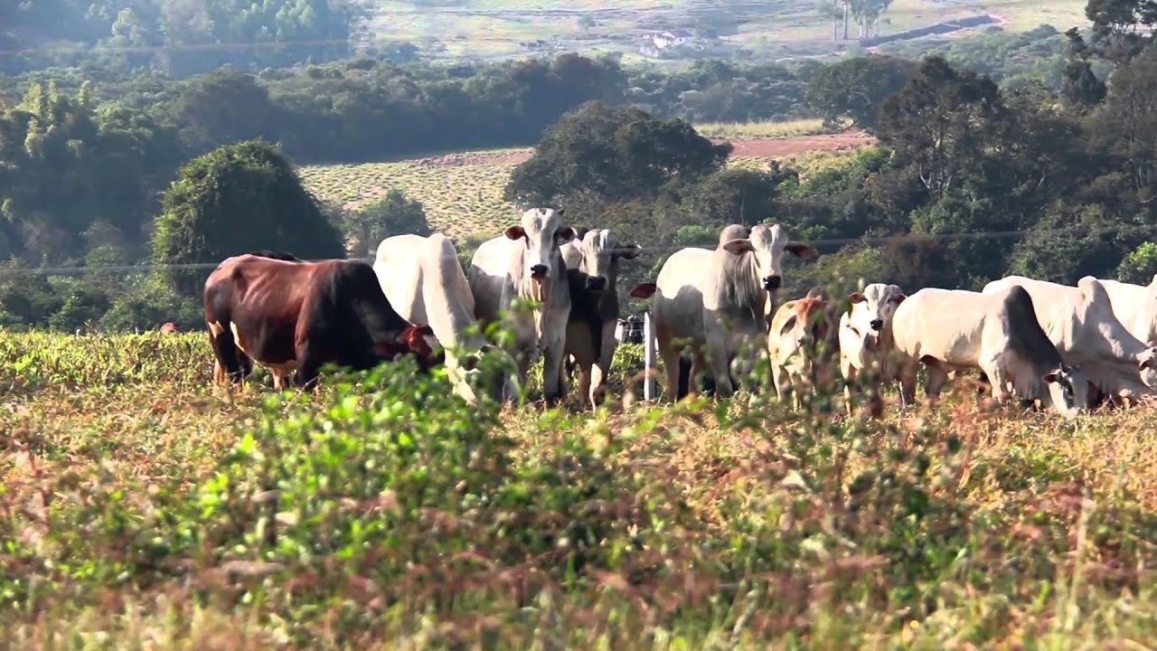 Fazenda São Paulo - Institucional - YouTube