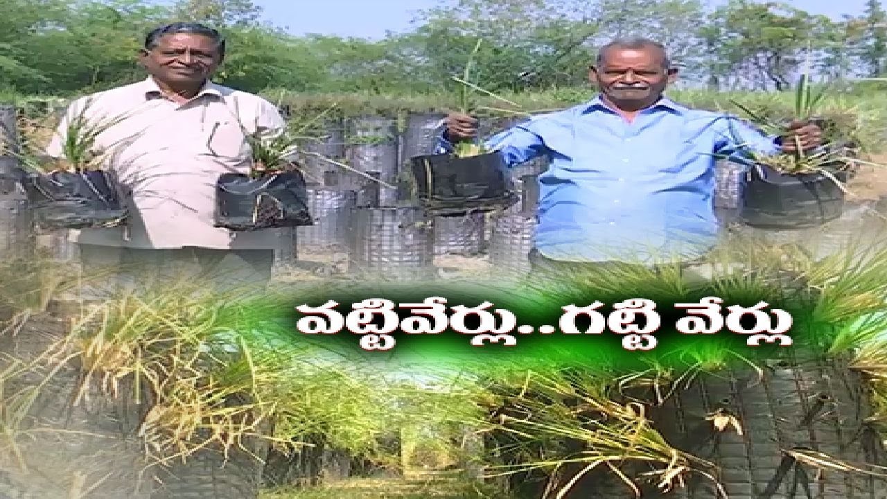 వినూత్న రీతిలో వట్టివేర్ల సాగు | Farmers Innovative Idea in Vatti Verlu ...