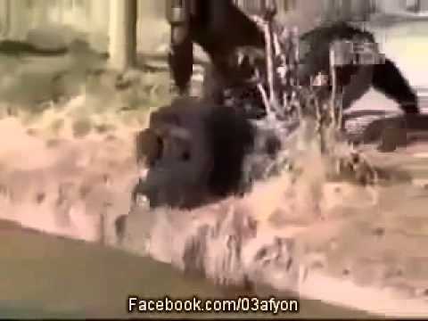 Bu Maymun İlerde kesin Padişah olur..Kardeş Katili