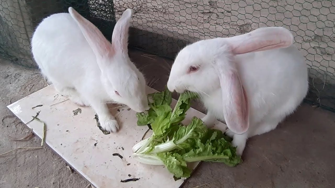 Two Lovely Rabbits eat Vegetable (PomPom & PoyPoy) - YouTube