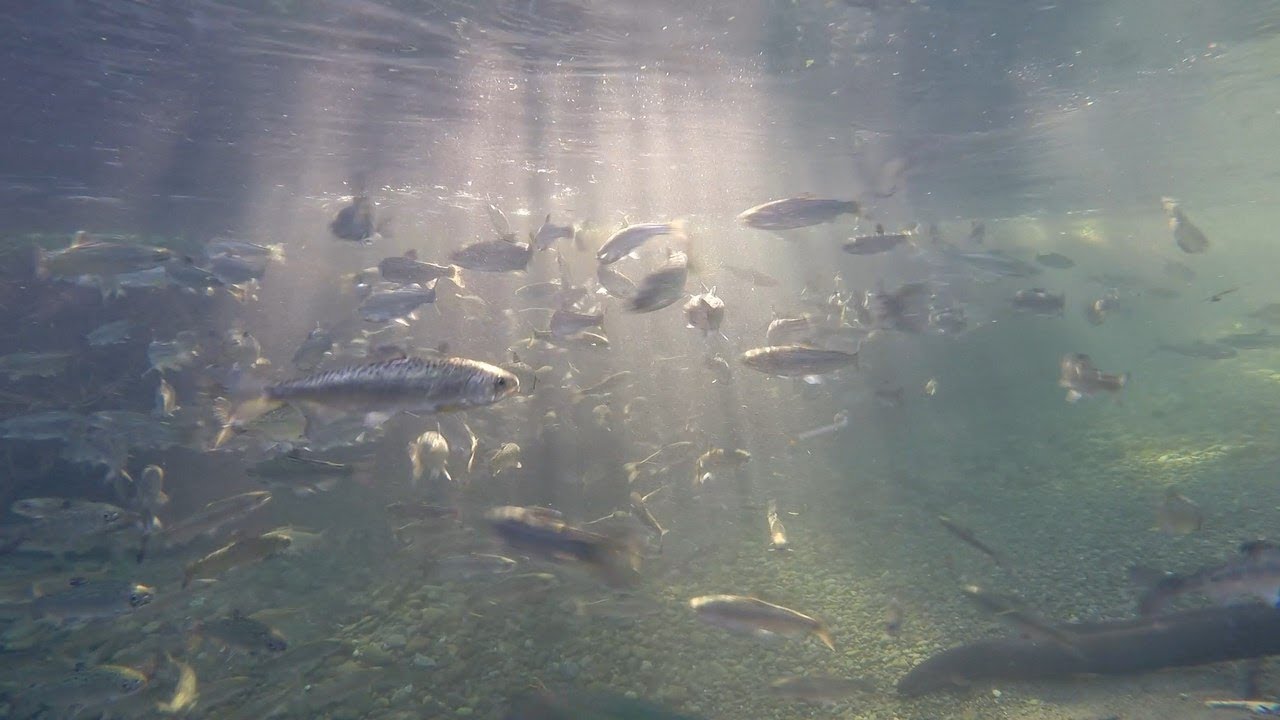 Chinook Salmon Smolt Migration August 2017 - YouTube