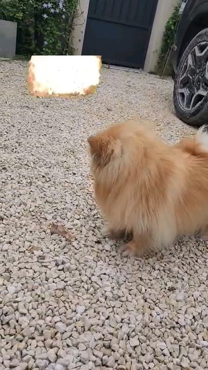 smelly dog brainrot - YouTube