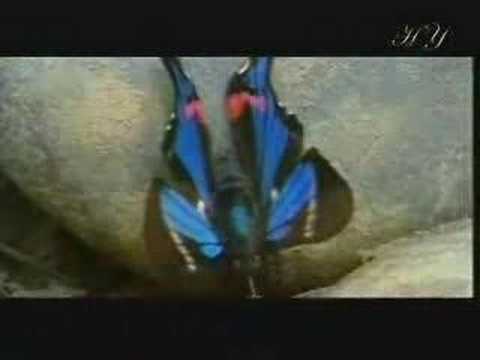 GELİN BİRLİK OLALIM 2-7