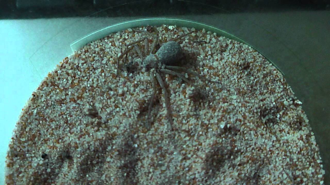 Sicarius Terrosus (six eyed sand spider) Digging - YouTube