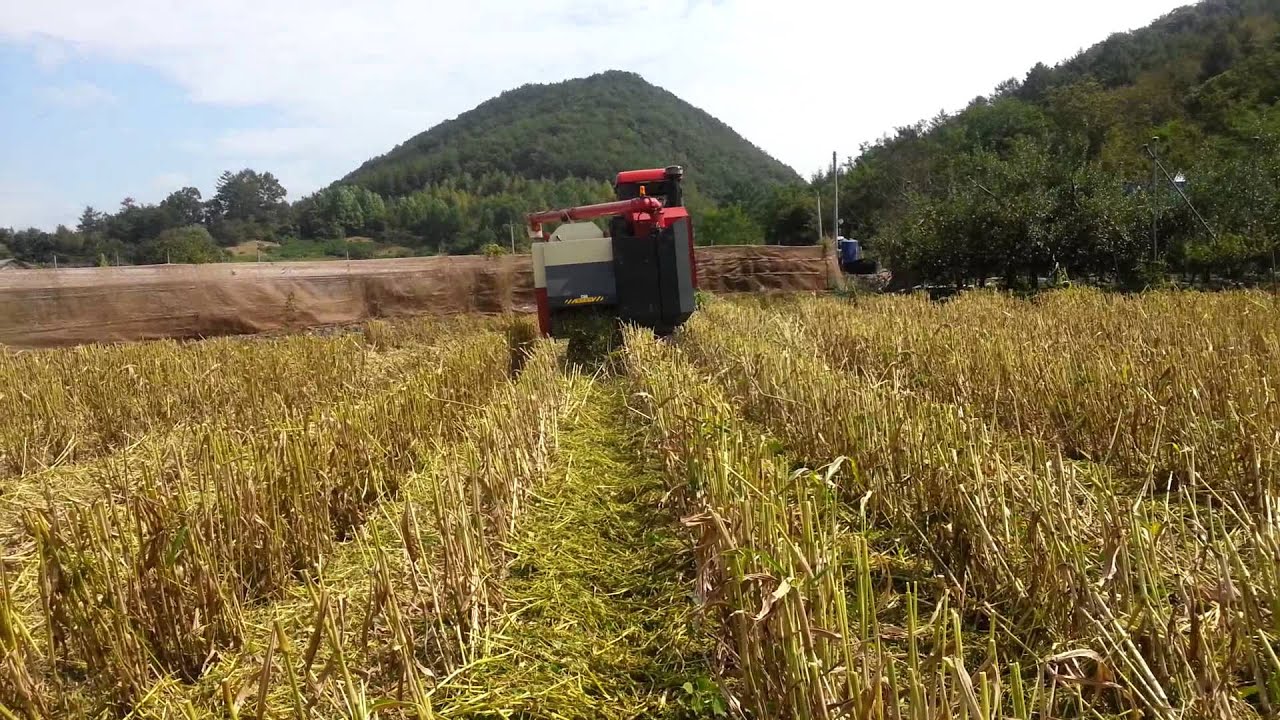 동양보통형콤바인으로 율무수확작업 - YouTube
