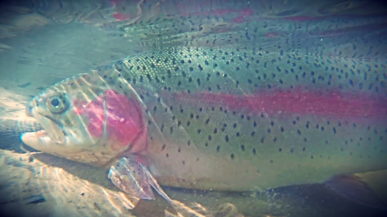 Early Spring Fly Fishing for TROUT - YouTube
