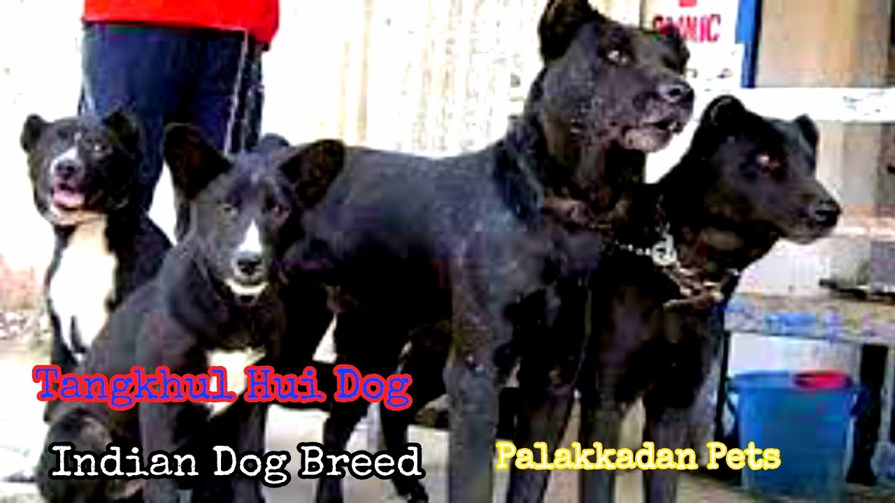 Tangkhul Hui Dogs, Indian Dog Breed, Malayalam, palakkadan pets - YouTube
