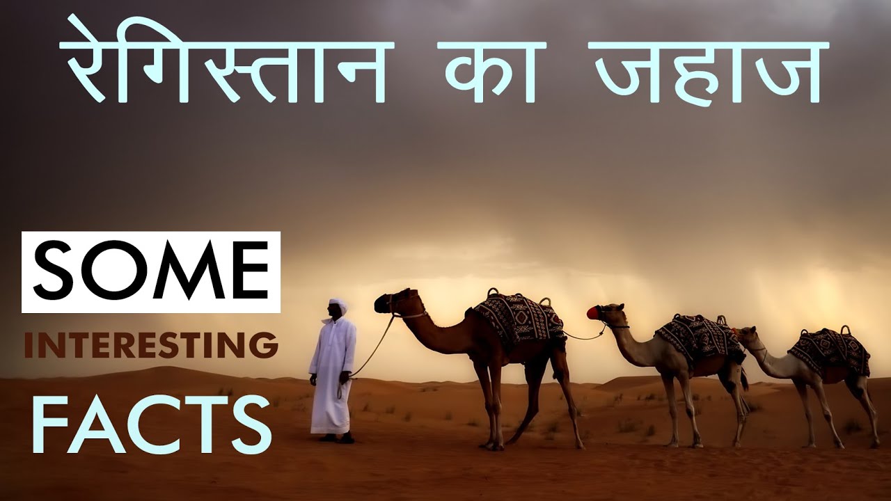 रेगिस्तान का जहाज | Camel || Characteristics of Camel - YouTube