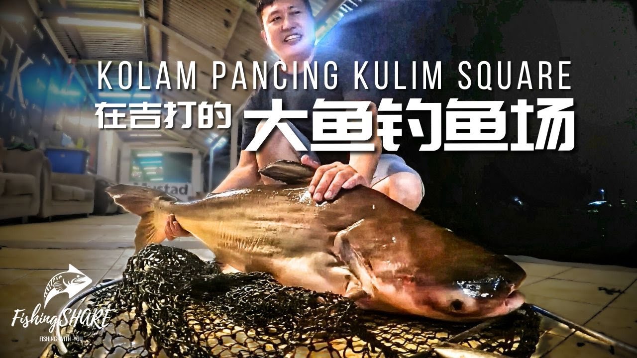 【FishingShare】KOLAM PANCING KULIM SQUARE位于吉打的小型淡水大鱼钓鱼场| FRESHWATER BIG ...