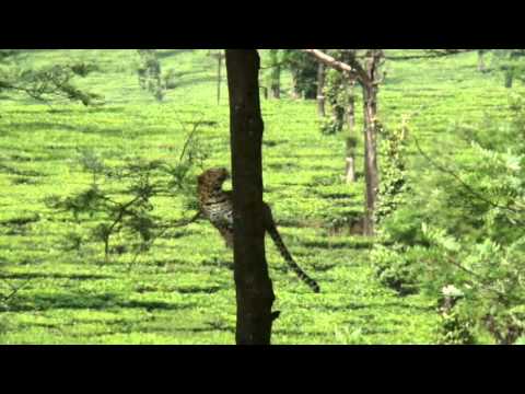 Leopard jumping from tree to tree