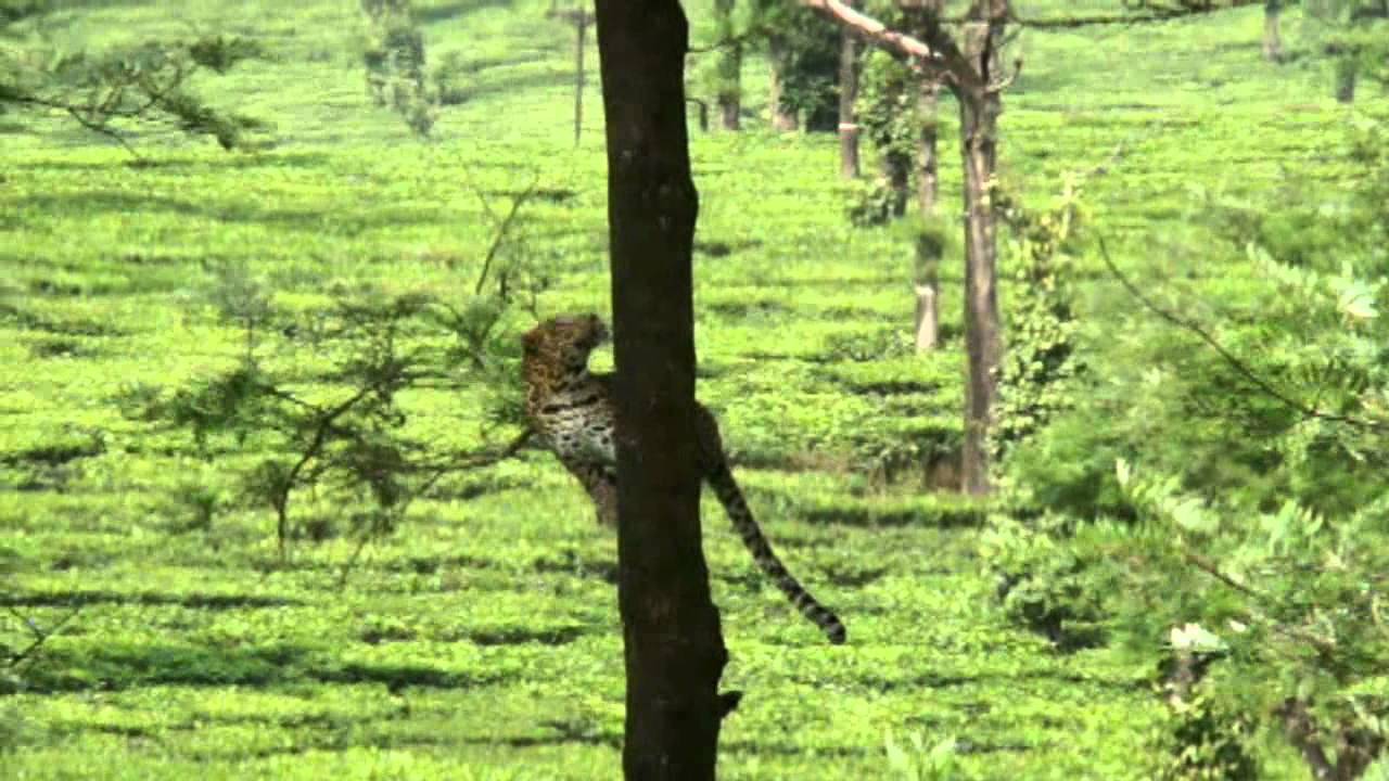 Leopard jumping from tree to tree - YouTube