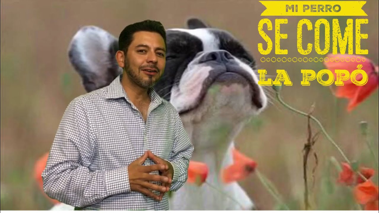 Porque Mi perro se come su POPO y la CACA de los demás | COPROFAGIA ...