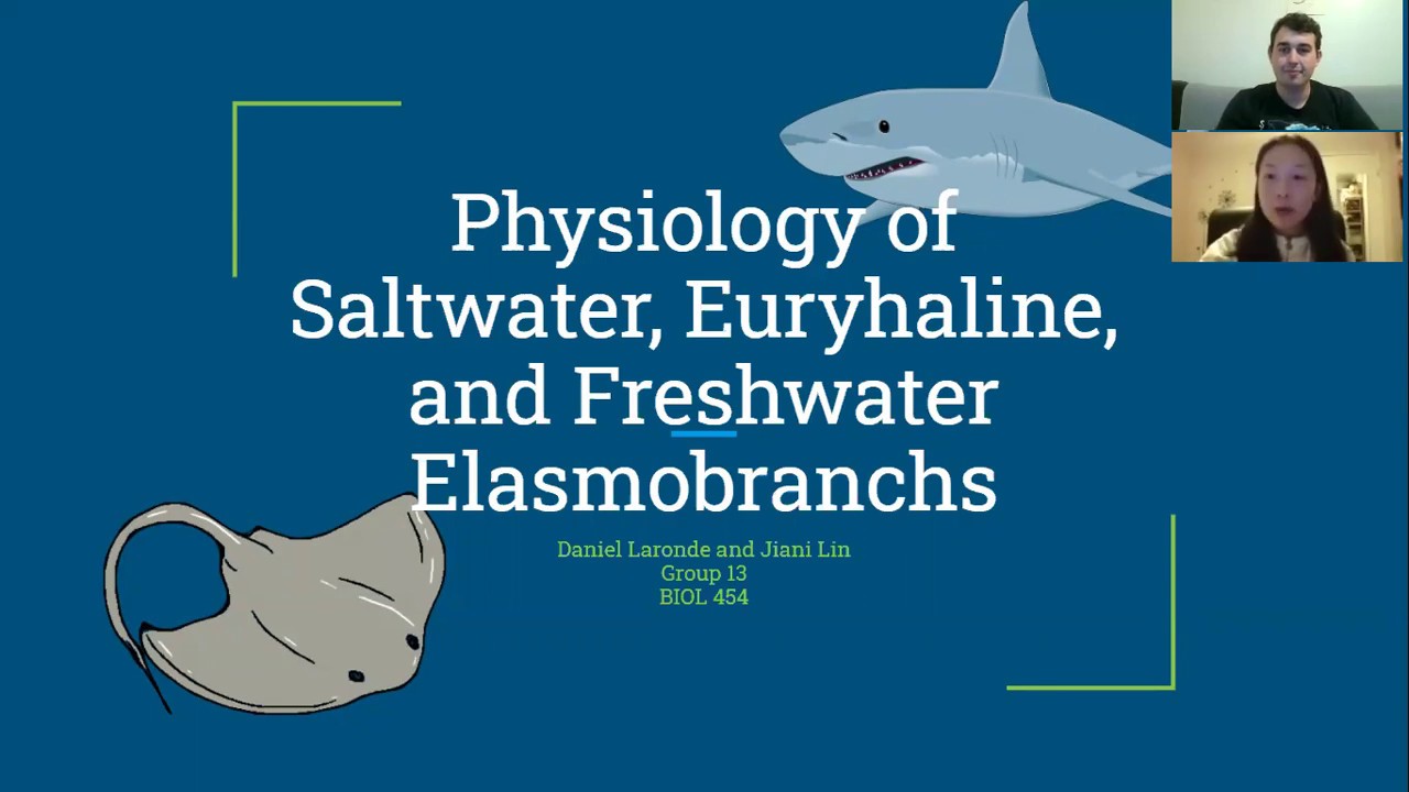 Physiology of Saltwater, Euryhaline, and Freshwater Elasmobranchs - YouTube