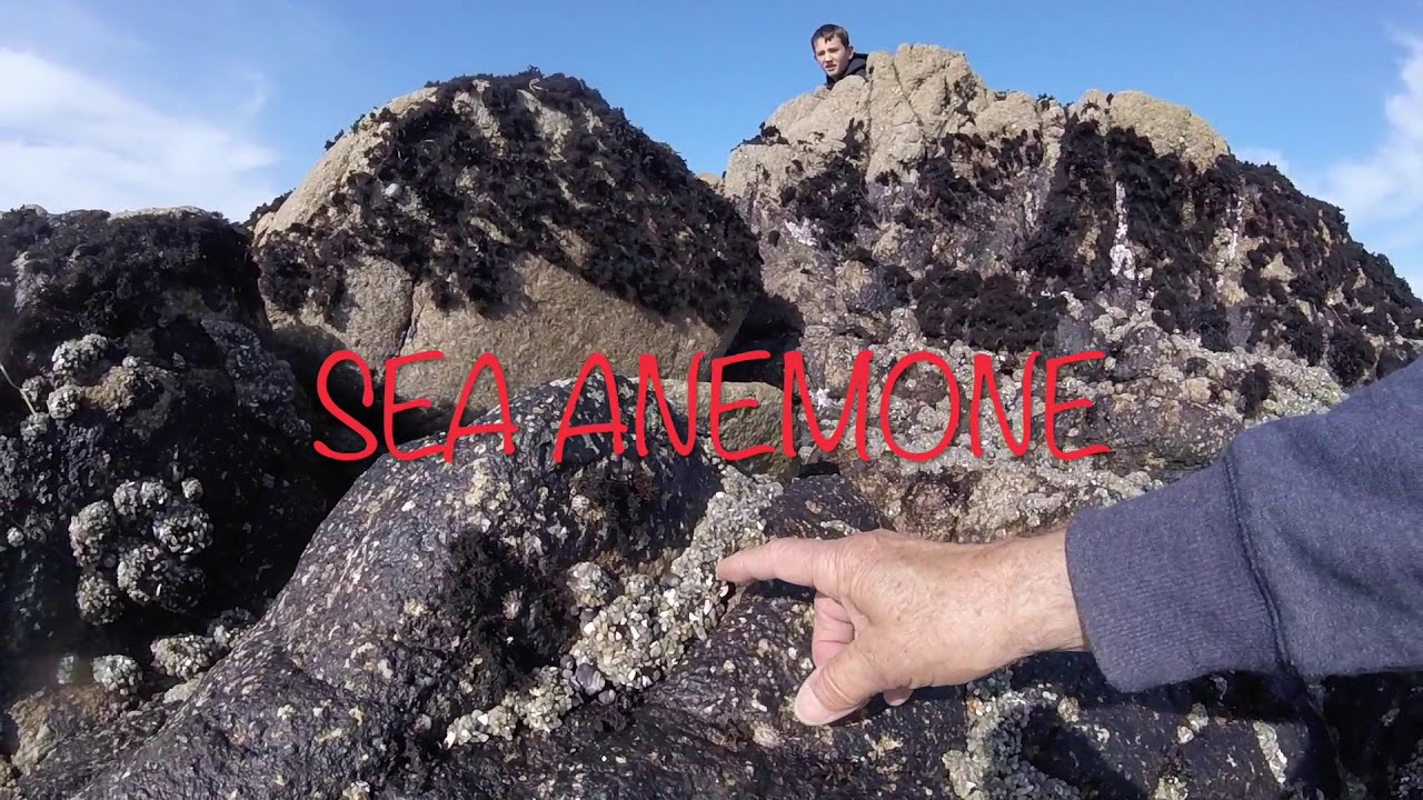 TIDE POOL - ASILOMAR BEACH, PACIFIC GROVE, CA. - YouTube