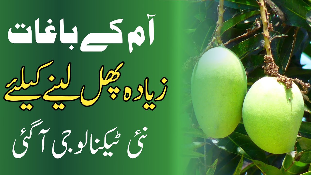 New Method of Making Money with Mango Farming - YouTube