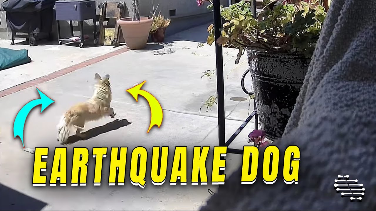 Dog Senses Earthquake and Runs Away - YouTube