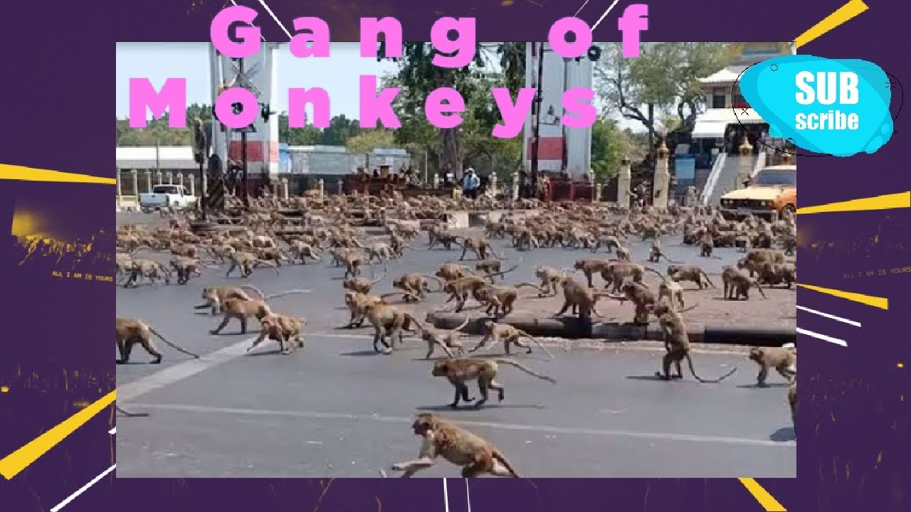 बंदरों का गिरोह | Gang Of Monkeys - YouTube