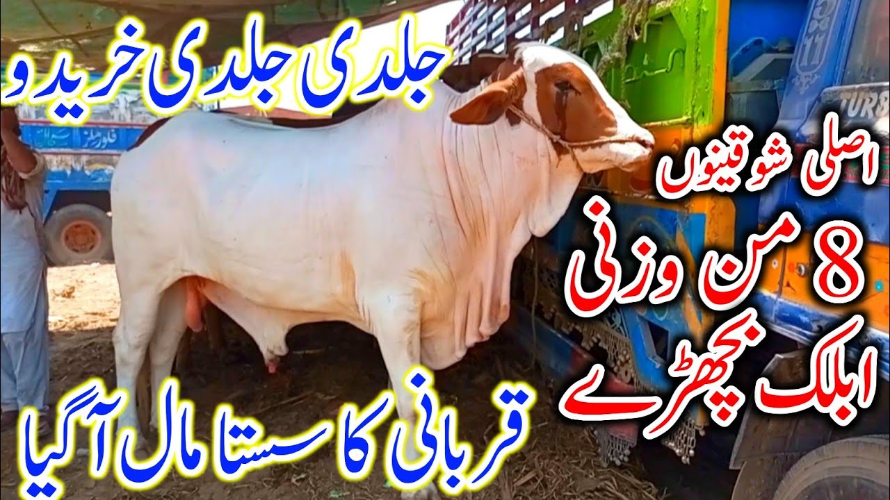 Multan Mandi Latest Update Today Routine - Janwar Mandi Update - Cow ...