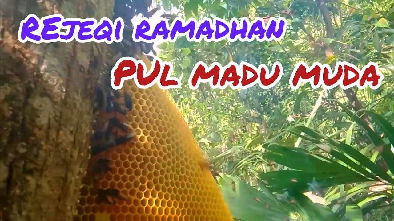 PANEN MADU TAWON GONG (APIS DORSATA )REJEQI BULAN RAMADHAN, PUL MADU ...