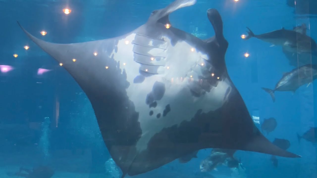 48 Minutes Of Tallulah The Manta Ray Backflipping And Chasing Cownose ...