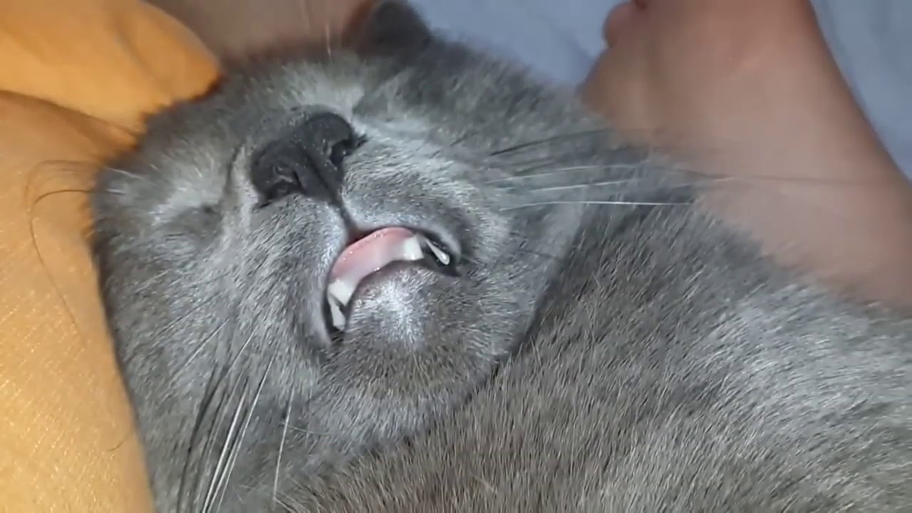 Funny cat snoring when he sleeps - YouTube