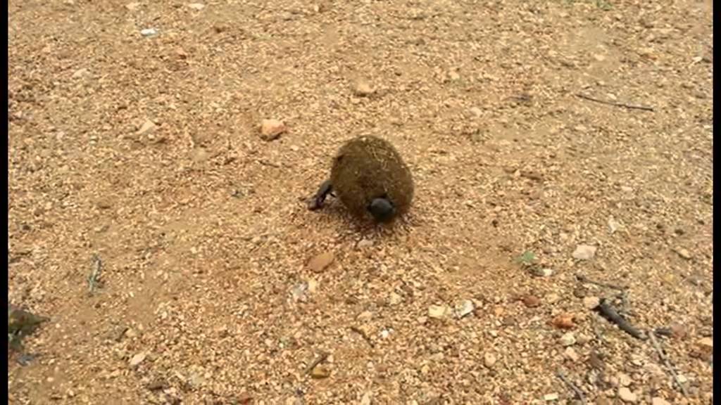 Klein Miskruier met n GROOT misbol....sowel as huisraad - YouTube