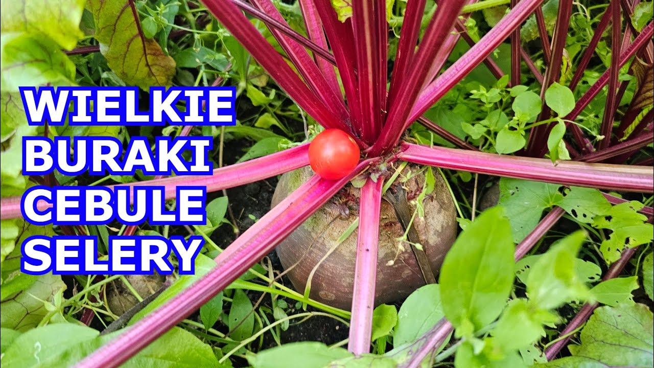 Wielkie Buraki, Selery, Cebule - Kluczowe aspekty Uprawy. Jak uprawiać ...