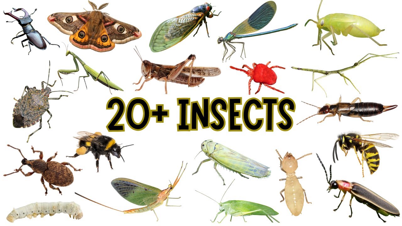 Insects Name | Learn 20 Insects Names for Kids in English | Names of ...