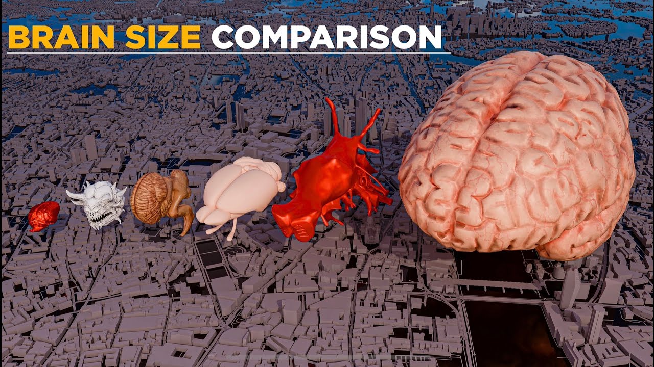 Animals and monsters brain size comparison | T-REX vs SCP-3000 - YouTube