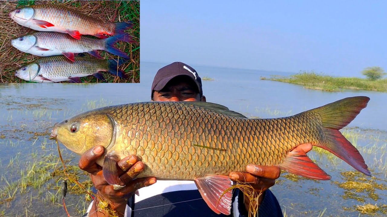 Fishing | Rohu Fish Catching | Rohu Fish| Best Fishing Techniques Fishing Videos - YouTube