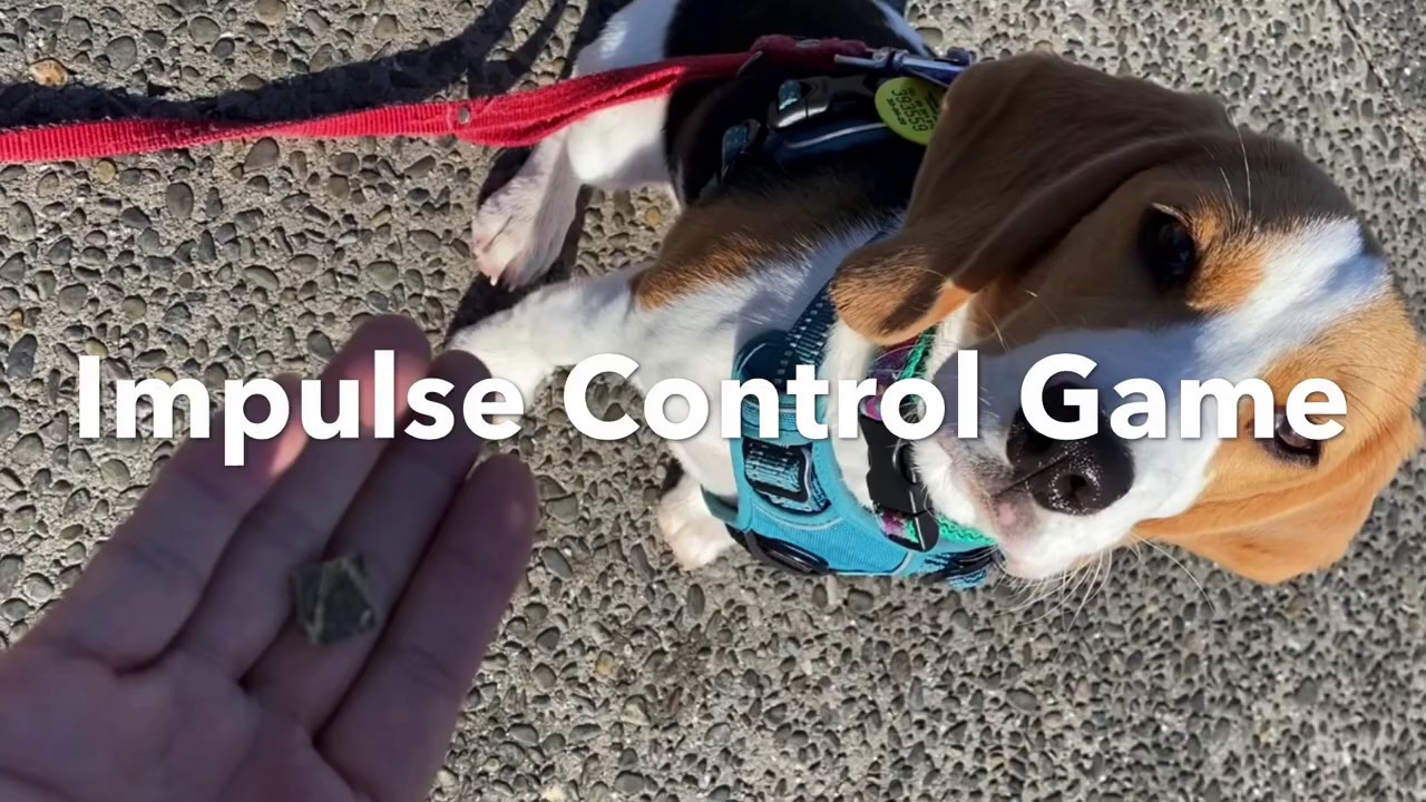 Impulse Control Game - YouTube