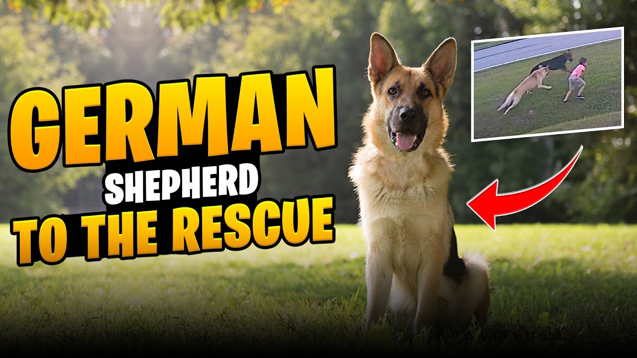 The Power of Friendship German Shepherds to the Rescue - YouTube
