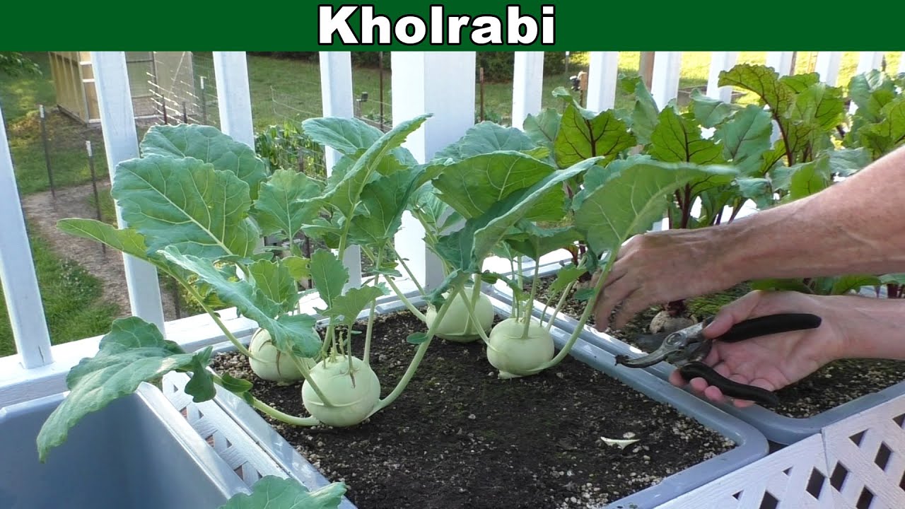 Kholrabi HARVEST Unusual Vegetable is DELICIOUS how to plant and grow a ...