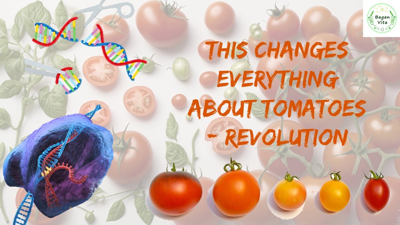 How Scientists Are Rewriting the Future of Food || Tomato Revolution ...