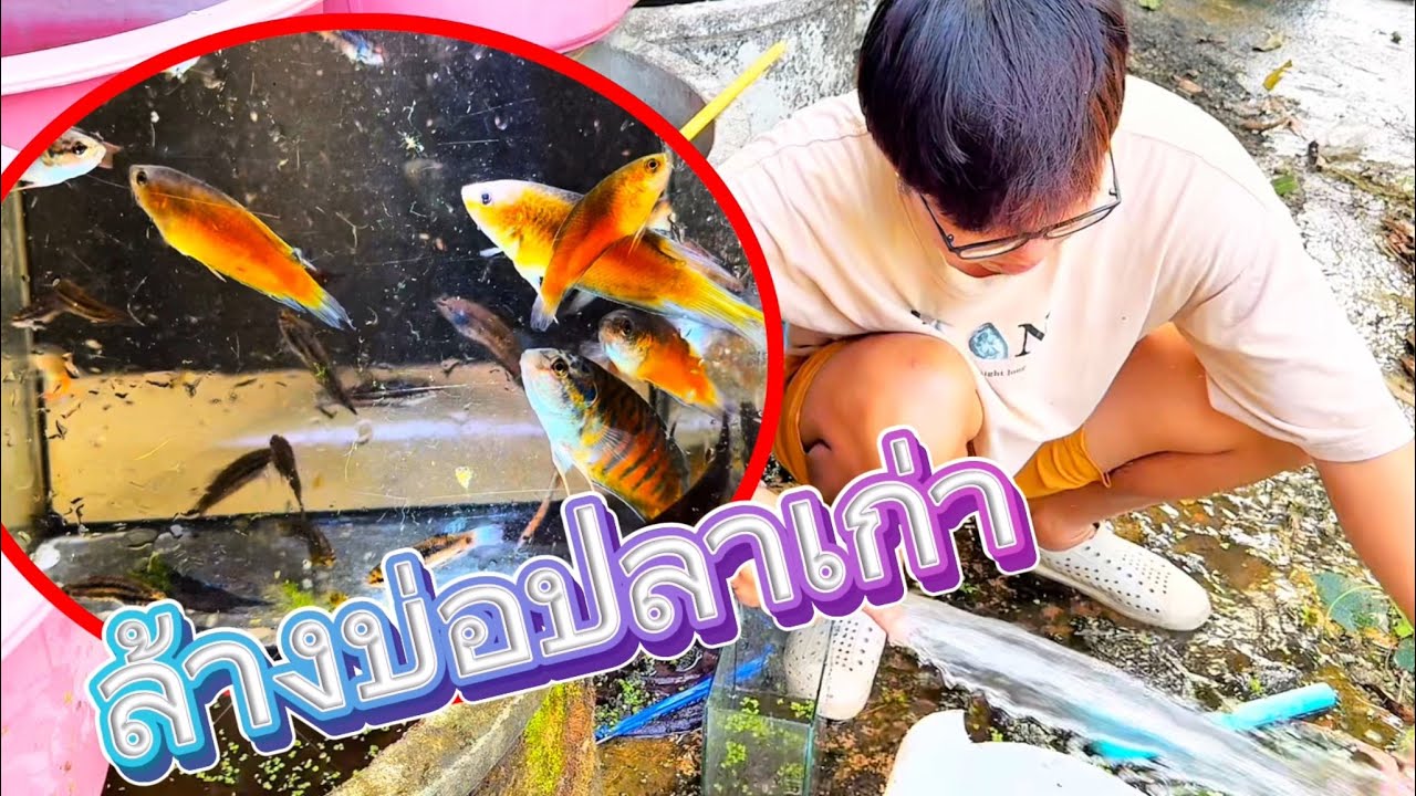 อึ้งล้างบ่อปลาเก่าๆที่ไม่ได้เปลี่ยนน้ำมาครึ่งปี มีปลาพาราไดซ์อยู่ในนี้ ...