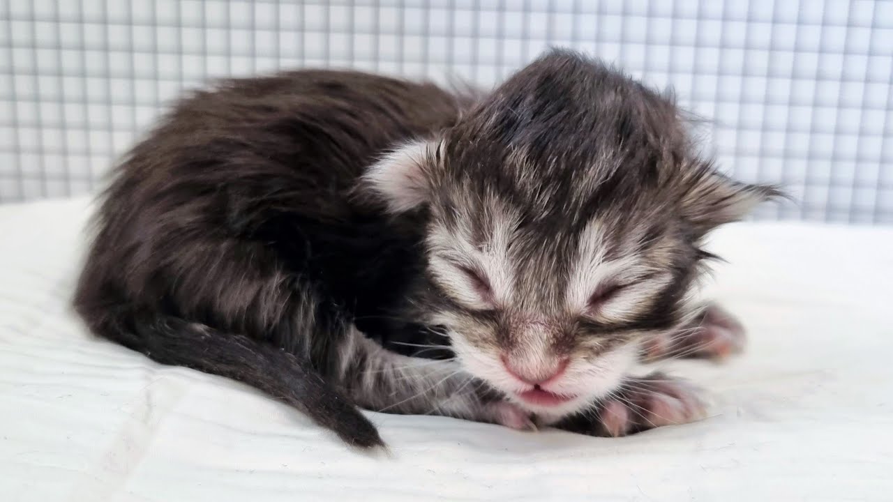27 Hours Alone - Little Kitten Waiting for His Siblings to Be Born ...