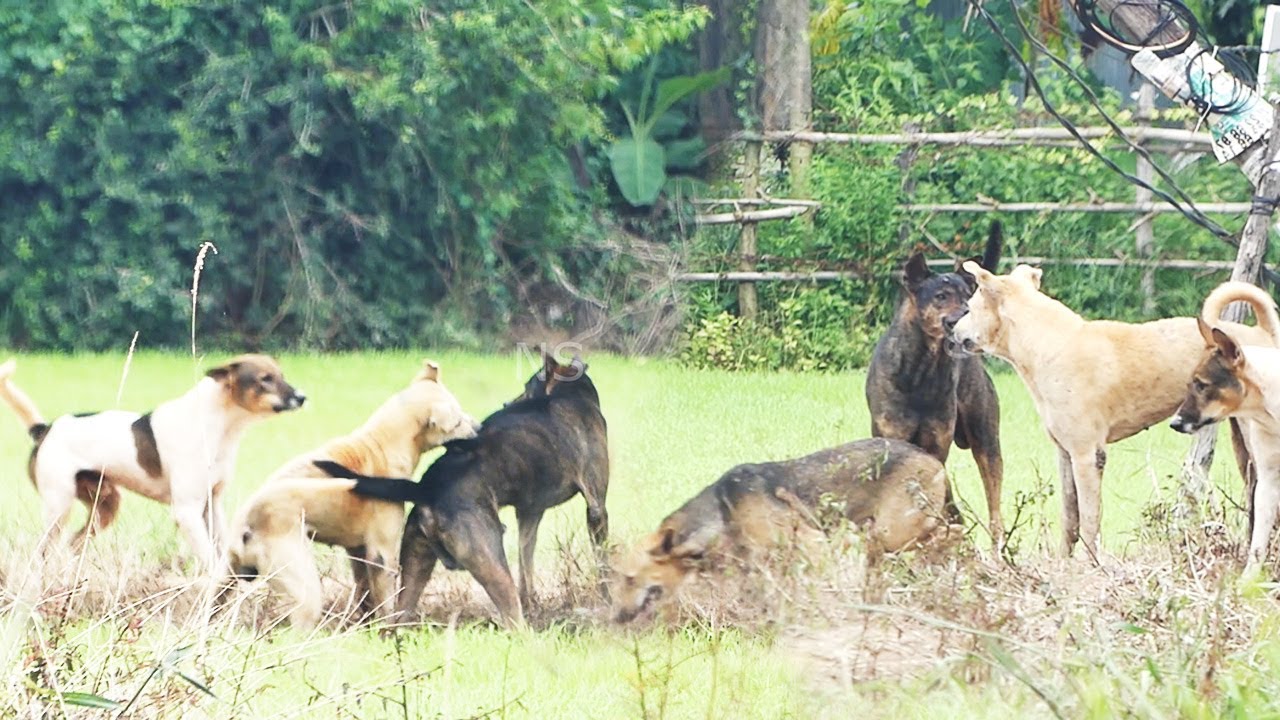 Popular Bally video in the countryside || Natureshow 2322 - YouTube