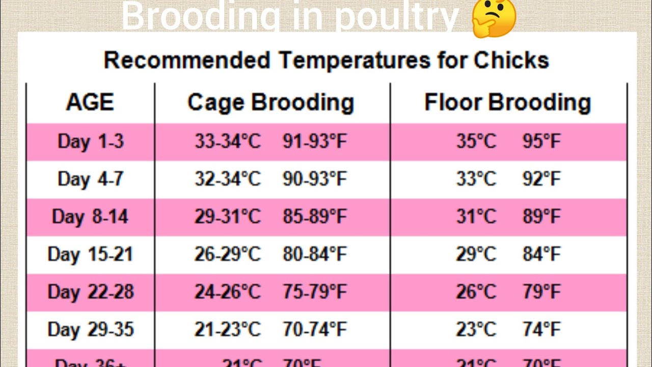 Brooding system in ec poultry shade must watch☺️ - YouTube