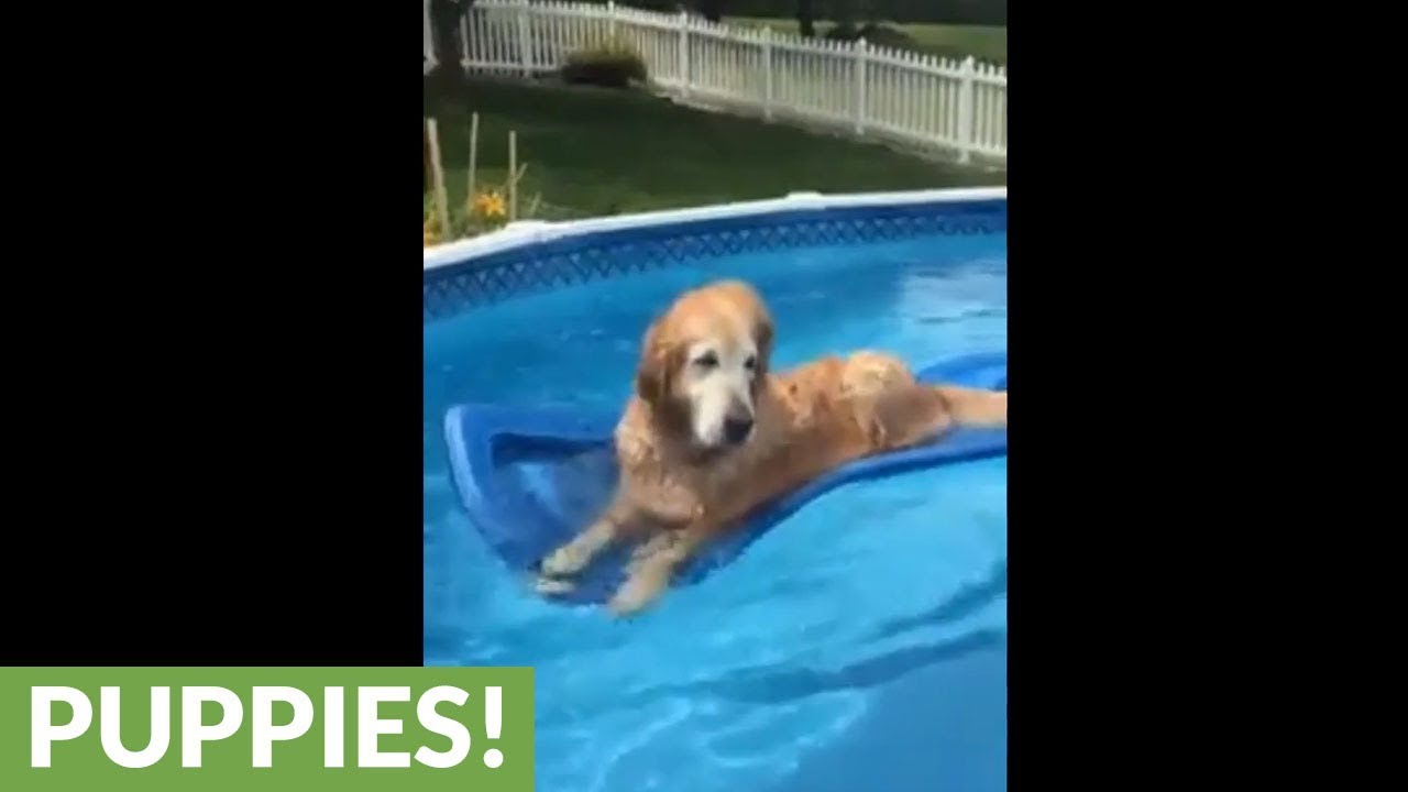 Dog chills out on floatie in the pool - YouTube