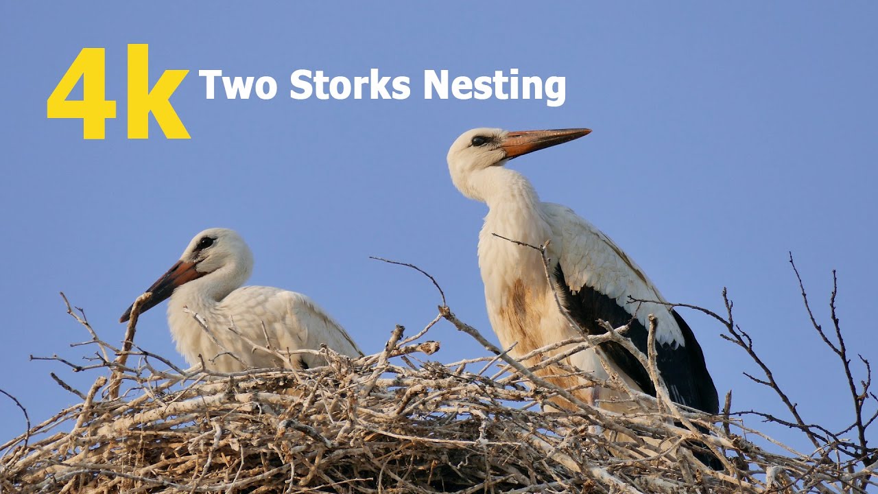 Two Storks Nesting - YouTube