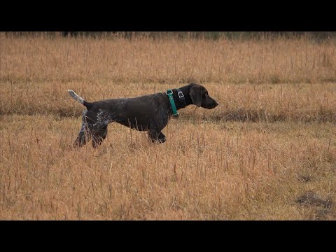 Quail Reserve, Working with Young German Shorthair Pointer - YouTube