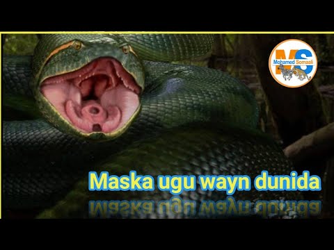 Maska ugu wayn dunida? | Masaska ugu wawayn dunida | Duurjoog ...