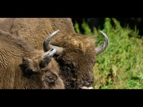 Wild bison to roam England's woodlands for the first time in 6000 years ...