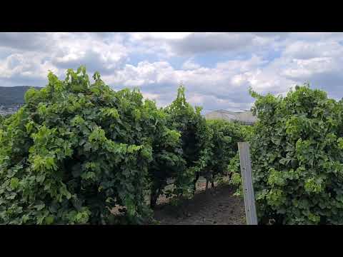 Sofralık Üzüm bağı BURSATARIM Demonstrasyon Bağı - Çalı / Nilüfer / BURSA TR