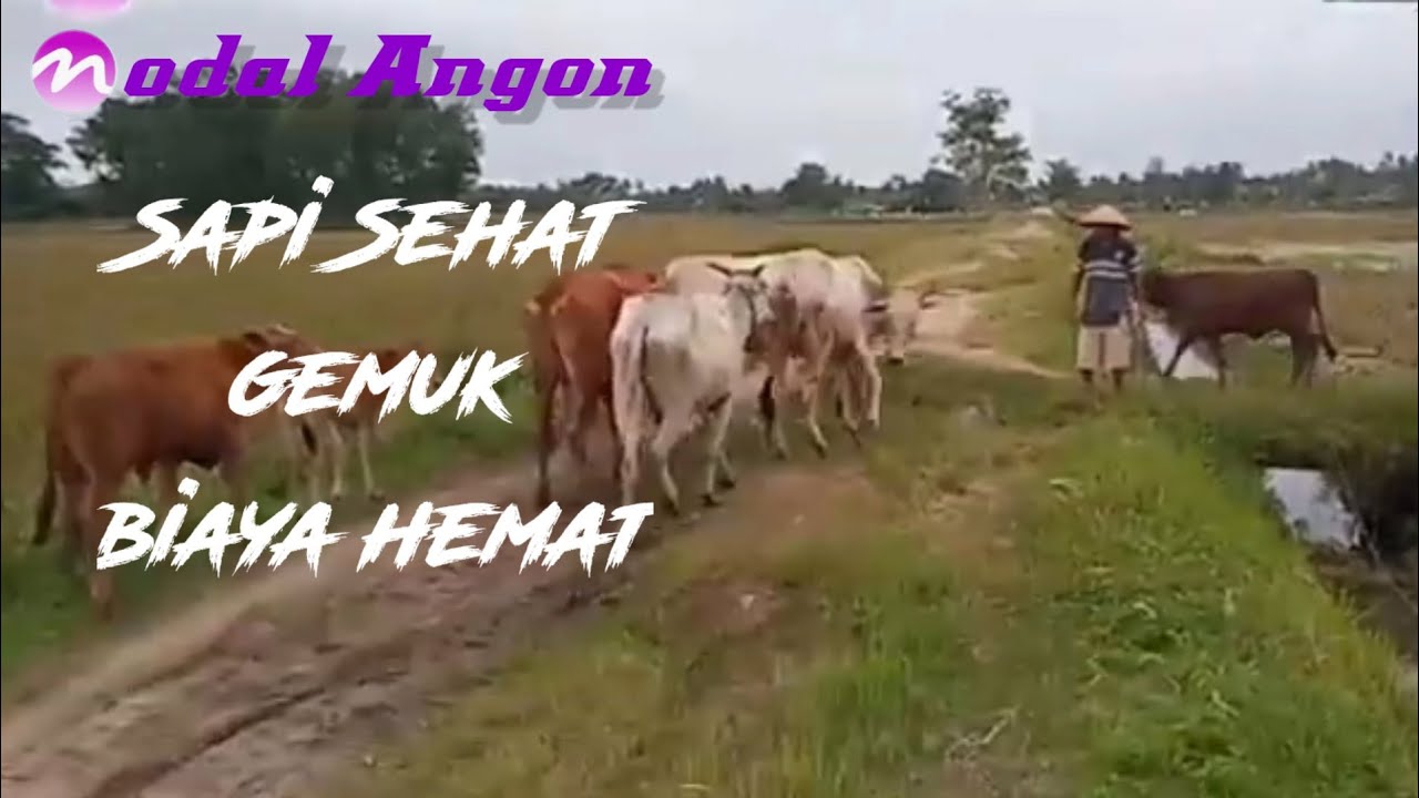 Sukses beternak sapi sistim angon !wayah angon sapi ! sapi umbaran ! kerjaan peternak sapi - YouTube