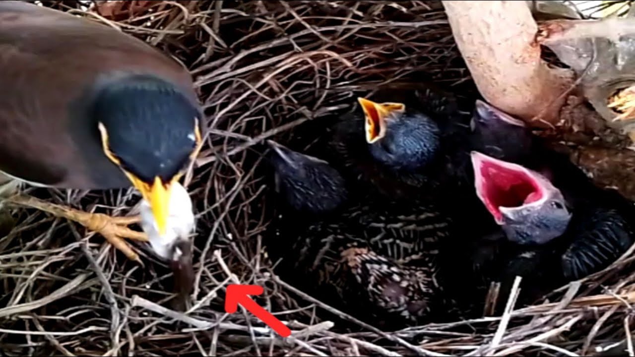 Common myna Birds bite very large baby feces[Bird life Nest] - YouTube
