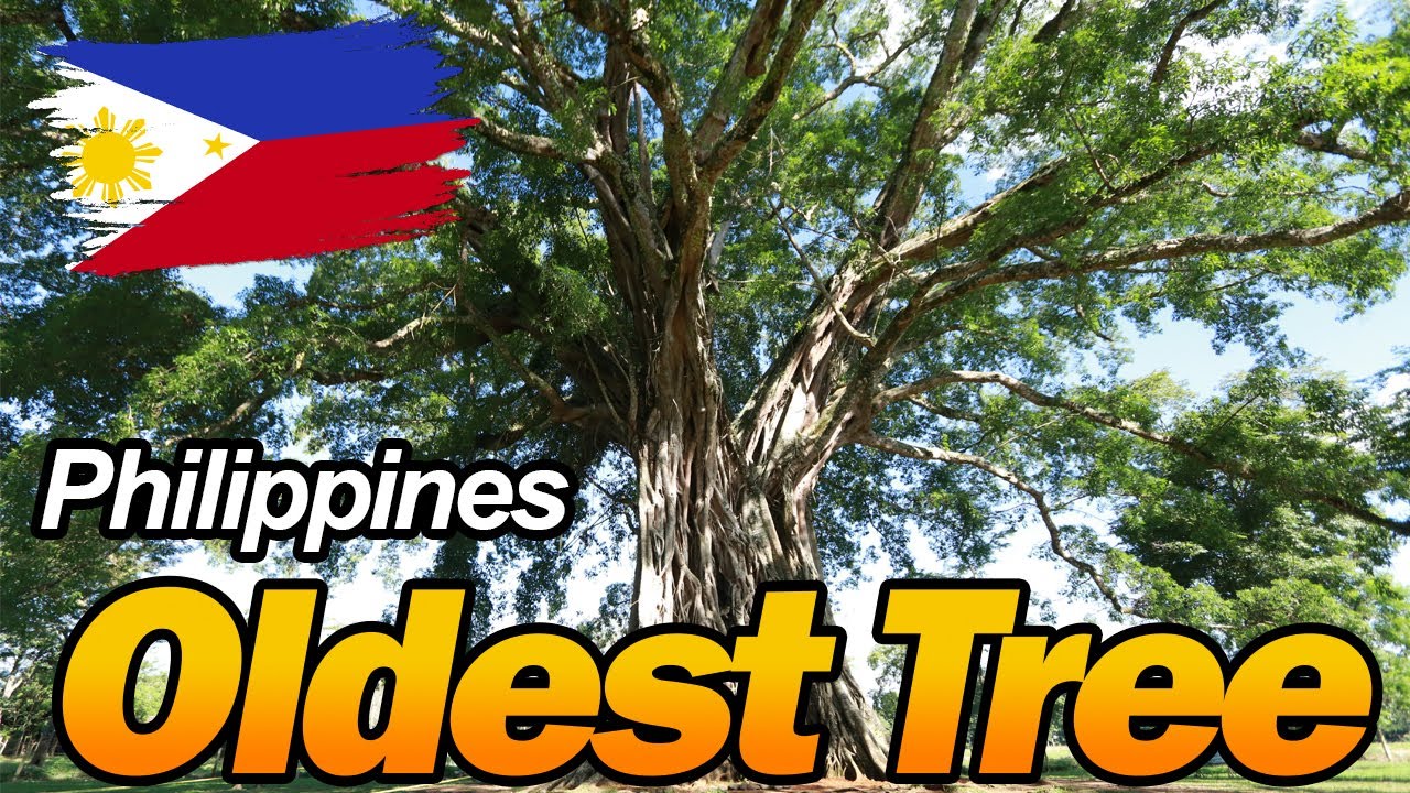 CENTURY OLD TREE in the 🇵🇭 PHILIPPINES | 1330+ years | Older than the ...