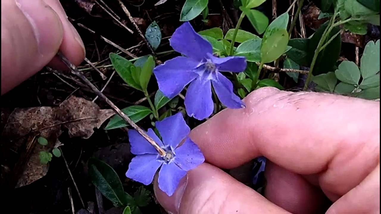 MyNature Apps; Identifying Common Periwinkle, Vinca minor - YouTube