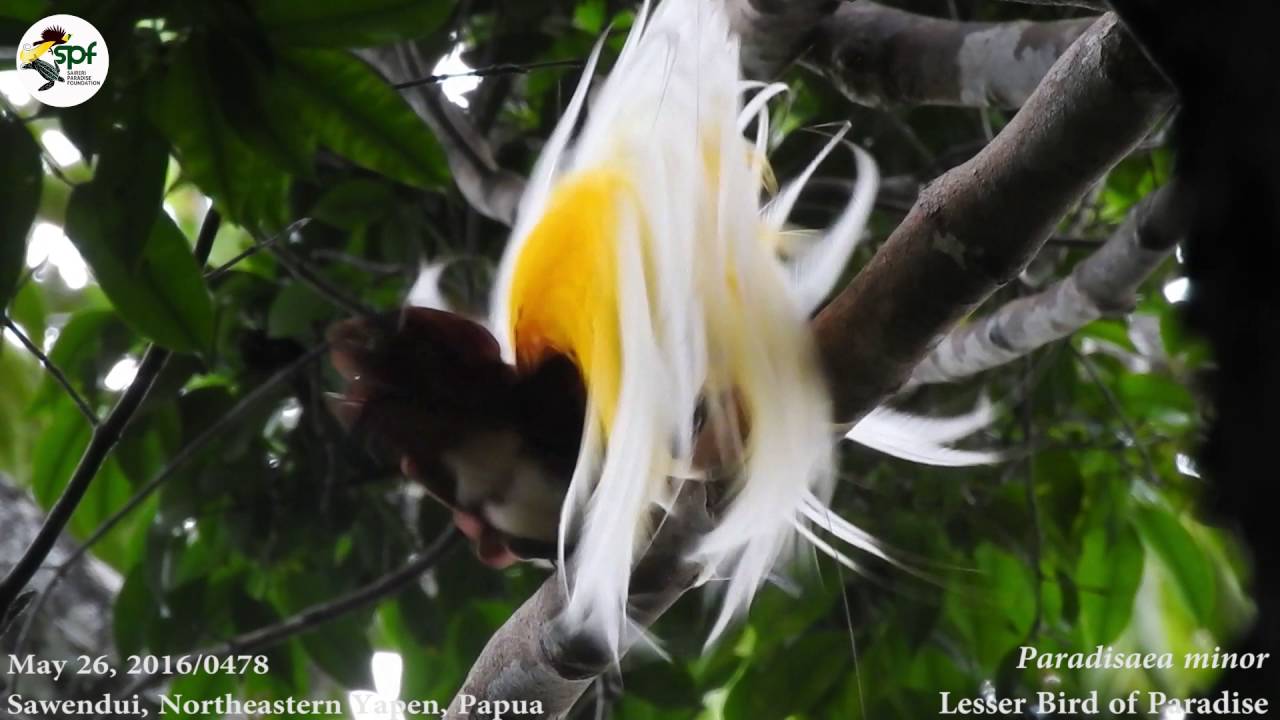 Lesser Bird of Paradise (Paradisaea minor): Mating Behavior (Backside ...